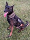 Linn County Sheriff’s Office K9 Juice Apprehends Wanted Man - Linn ...