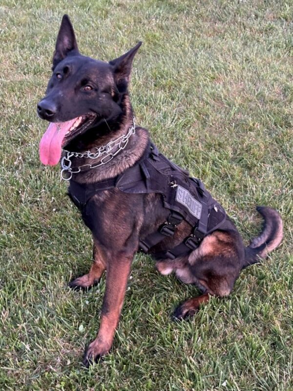 Linn County Sheriff’s Office K9 Juice Apprehends Wanted Man - Linn ...